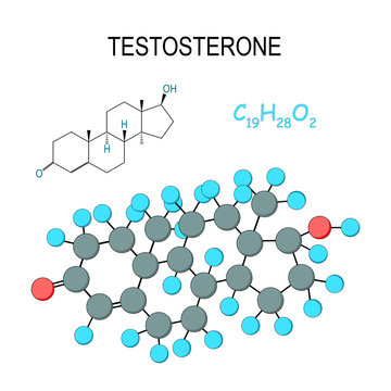 Testosterone Molecule Structure