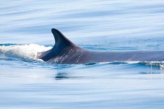 "Fin Whale" Bilder – Durchsuchen 1,013 Archivfotos, Vektorgrafiken und ...