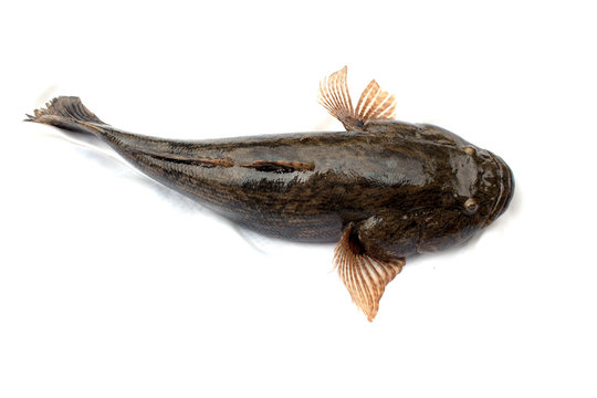 「Oxyeleotris」の写真素材 | 13件の無料イラスト画像 | Adobe Stock