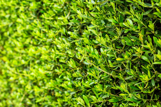 Matojo-Bilder: Stock-Fotos & -Videos. | Adobe Stock