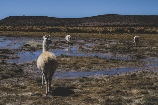 Lipez Images – Parcourir 1,664 le catalogue de photos, vecteurs et ...
