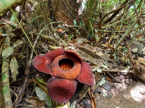861 BEST Rafflesia IMAGES, STOCK PHOTOS & VECTORS | Adobe Stock