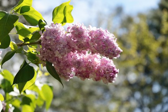 Lilla Bilder – Durchsuchen 6,137 Archivfotos, Vektorgrafiken und Videos ...