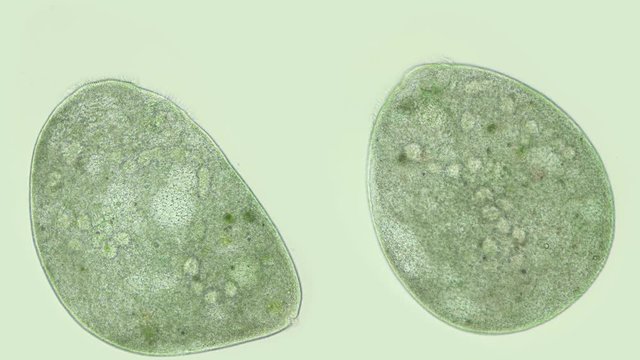 Stentor Bilder – Durchsuchen 138 Archivfotos, Vektorgrafiken und Videos | Adobe Stock