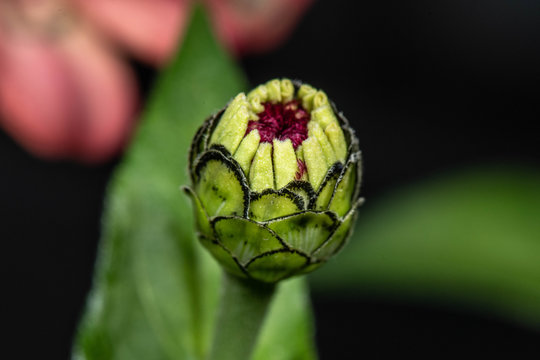 Pimpollo Images – Browse 231 Stock Photos, Vectors, and Video | Adobe Stock