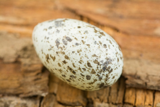 Vogelei bilder – Bläddra bland 563 stockfoton, vektorer och videor ...