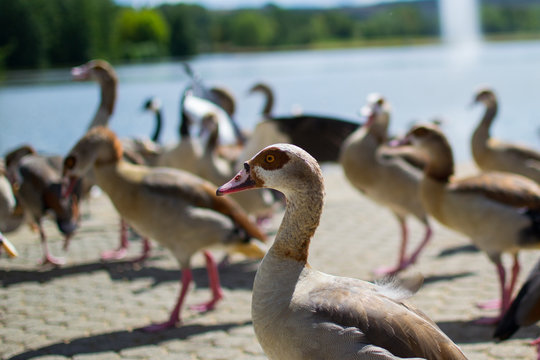Imágenes de Dopping: descubre bancos de fotos, ilustraciones, vectores ...