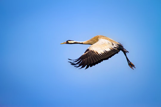 "Flying Crane" Images – Browse 1,699 Stock Photos, Vectors, and Video ...