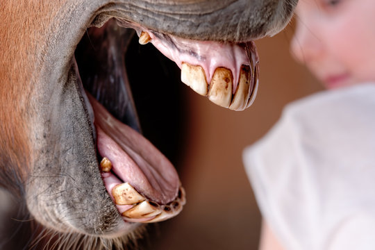 Pferdegebiss Images – Browse 35 Stock Photos, Vectors, and Video ...