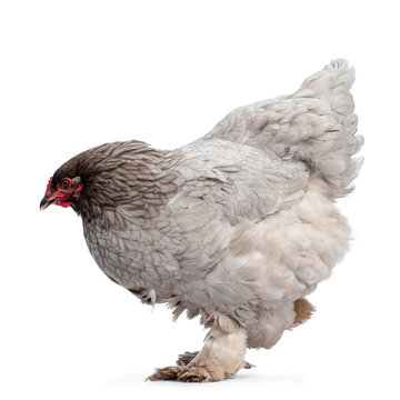 Riesenhuhn Bilder – Durchsuchen 1,663 Archivfotos, Vektorgrafiken und ...