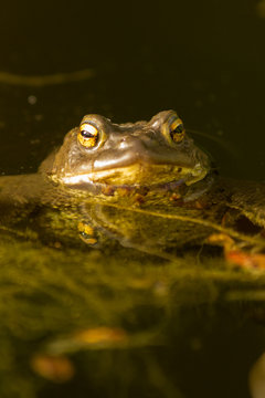 รูปภาพOuaouaron – เลือกดูภาพถ่ายสต็อก เวกเตอร์ และวิดีโอ80 | Adobe Stock