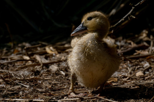 รูปภาพ"Pato Criollo" – เลือกดูภาพถ่ายสต็อก เวกเตอร์ และวิดีโอ186 ...