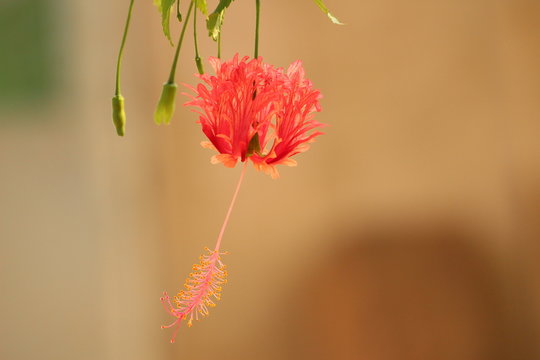 Chembarathi Images – Browse 29 Stock Photos, Vectors, and Video | Adobe ...