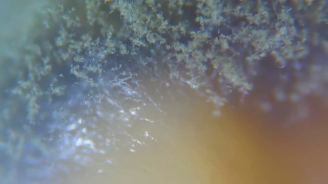 Imágenes de Mycotoxins: descubre bancos de fotos, ilustraciones ...