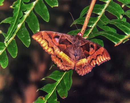 Papilionaceous Bilder – Durchsuchen 75 Archivfotos, Vektorgrafiken und ...