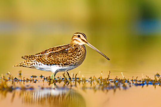 Beccaccia Immagini - Sfoglia 5,052 foto, vettoriali e video Stock ...