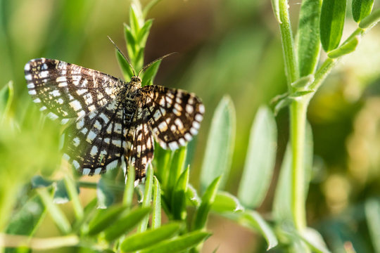 Imágenes de Papillons: descubre bancos de fotos, ilustraciones ...