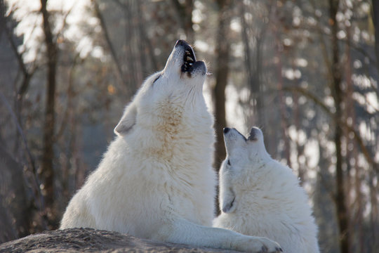 Arctic Wolves Fighting