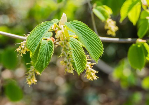 Haselnussblatt Изображения: просматривайте стоковые фотографии ...