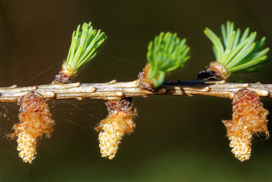 รูปภาพMicrostrobilus – เลือกดูภาพถ่ายสต็อก เวกเตอร์ และวิดีโอ208 ...