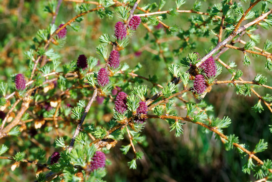 Microstrobilus Images – Browse 208 Stock Photos, Vectors, and Video ...