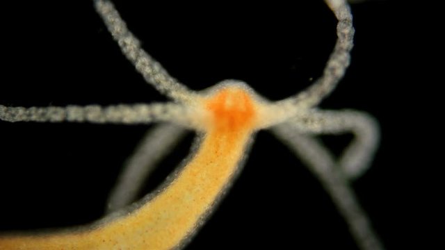 "Hydra Vulgaris" Images – Browse 249 Stock Photos, Vectors, and Video ...