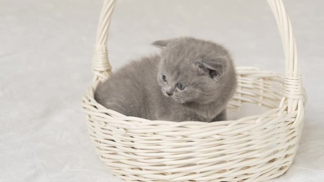 Catling Images – Browse 2,094 Stock Photos, Vectors, and Video | Adobe ...