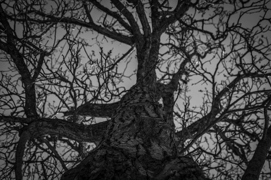 Lament Images – Browse 18,401 Stock Photos, Vectors, and Video | Adobe ...