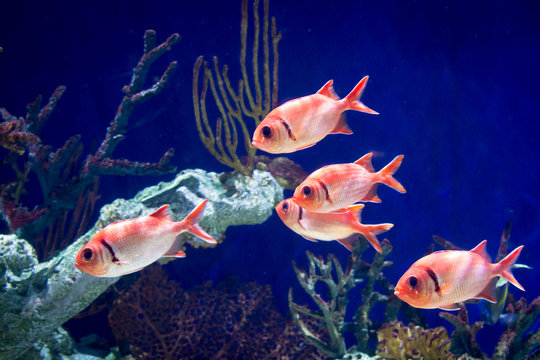 รูปภาพ"Soldier Fish" – เลือกดูภาพถ่ายสต็อก เวกเตอร์ และวิดีโอ285 ...