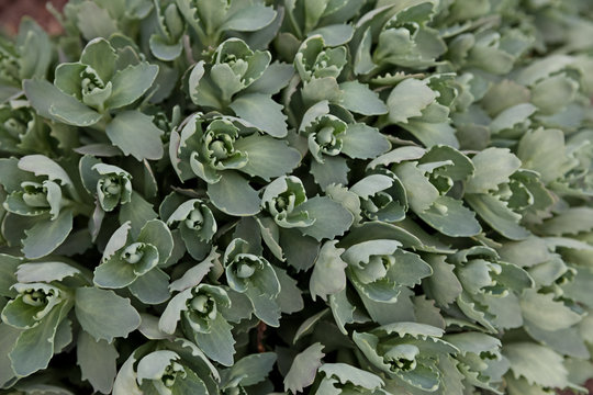 รูปภาพOrpine – เลือกดูภาพถ่ายสต็อก เวกเตอร์ และวิดีโอ16,293 | Adobe Stock