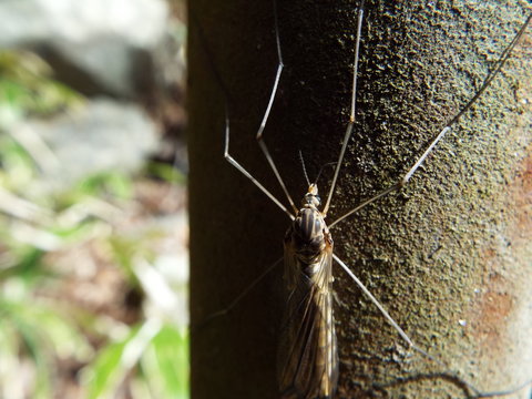 Schnacke Bilder – Durchsuchen 5,696 Archivfotos, Vektorgrafiken und ...