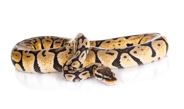 Ball Python Png