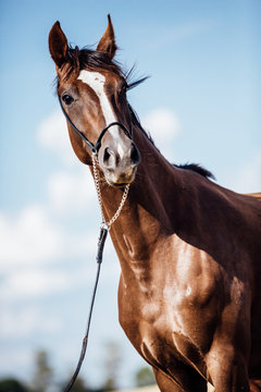 「Dunkelfuchs」の写真素材 | 247件の無料イラスト画像 | Adobe Stock