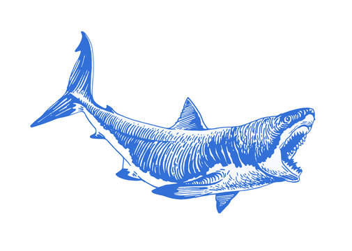 Blue Shark Drawing