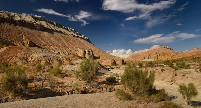Saksaul Bilder – Durchsuchen 174 Archivfotos, Vektorgrafiken und Videos ...