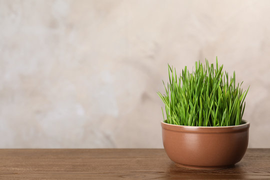 14,989 BEST Wheatgrass IMAGES, STOCK PHOTOS & VECTORS | Adobe Stock