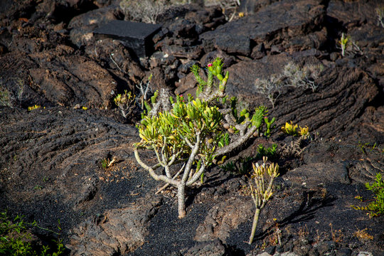 Gretto Bilder – Durchsuchen 86 Archivfotos, Vektorgrafiken und Videos ...