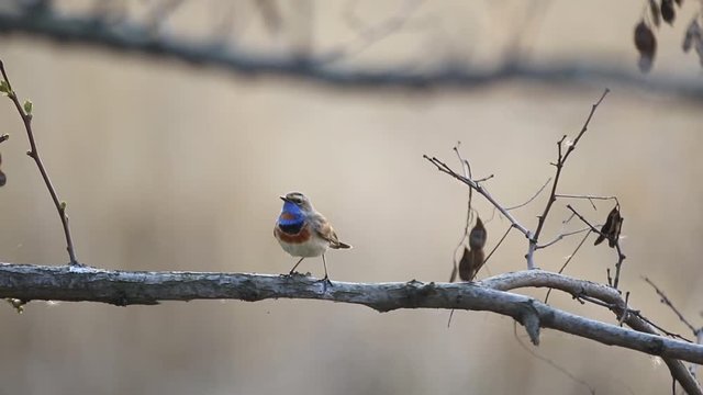 Songbird Images – Browse 327,662 Stock Photos, Vectors, and Video ...