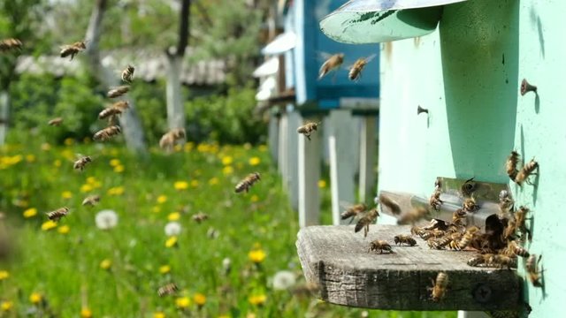 Apitherapy Images – Browse 3,372 Stock Photos, Vectors, and Video ...