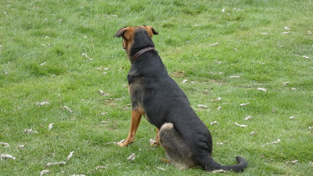 Imágenes de Huntaway: descubre bancos de fotos, ilustraciones, vectores ...