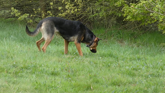 「Huntaway」の画像 - 118 件の Stock 写真、ベクターおよびビデオ | Adobe Stock