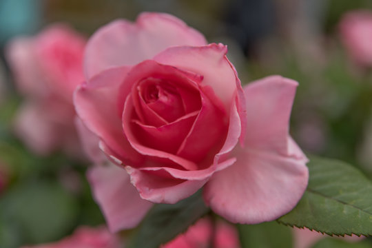 รูปภาพRoman_De_La_Rose – เลือกดูภาพถ่ายสต็อก เวกเตอร์ และวิดีโอ472 ...