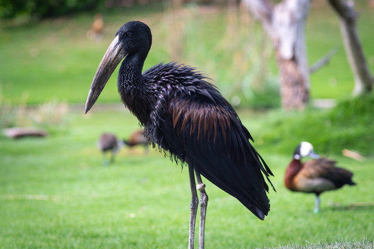 「Wasit」の写真素材 | 188件の無料イラスト画像 | Adobe Stock