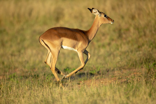 Impala Animal Running