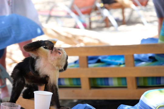 Trinking Bilder – Durchsuchen 96 Archivfotos, Vektorgrafiken und Videos ...