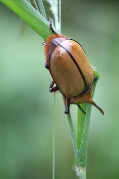 Cucarron Images – Browse 14 Stock Photos, Vectors, and Video | Adobe Stock