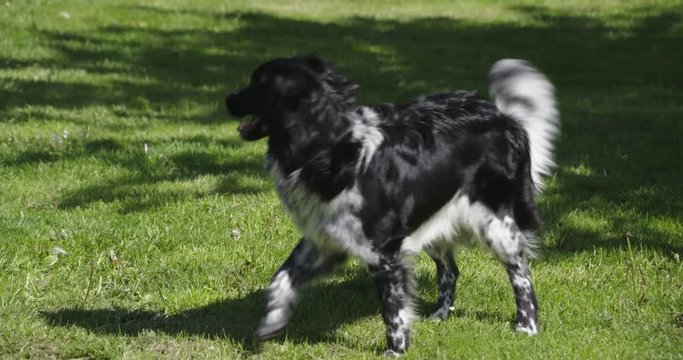 Stabyhoun Images – Browse 299 Stock Photos, Vectors, and Video | Adobe ...