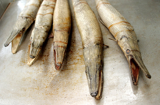 Grijalva Bilder – Durchsuchen 509 Archivfotos, Vektorgrafiken und ...