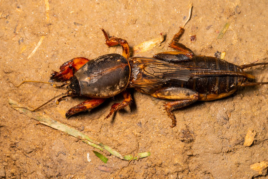 Grylloidea Bilder – Durchsuchen 274 Archivfotos, Vektorgrafiken und ...