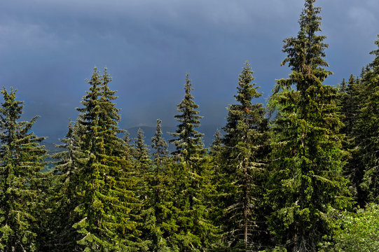 Fichten 이미지 – 찾아보기 9,765 스톡 사진, 벡터 및 비디오 | Adobe Stock